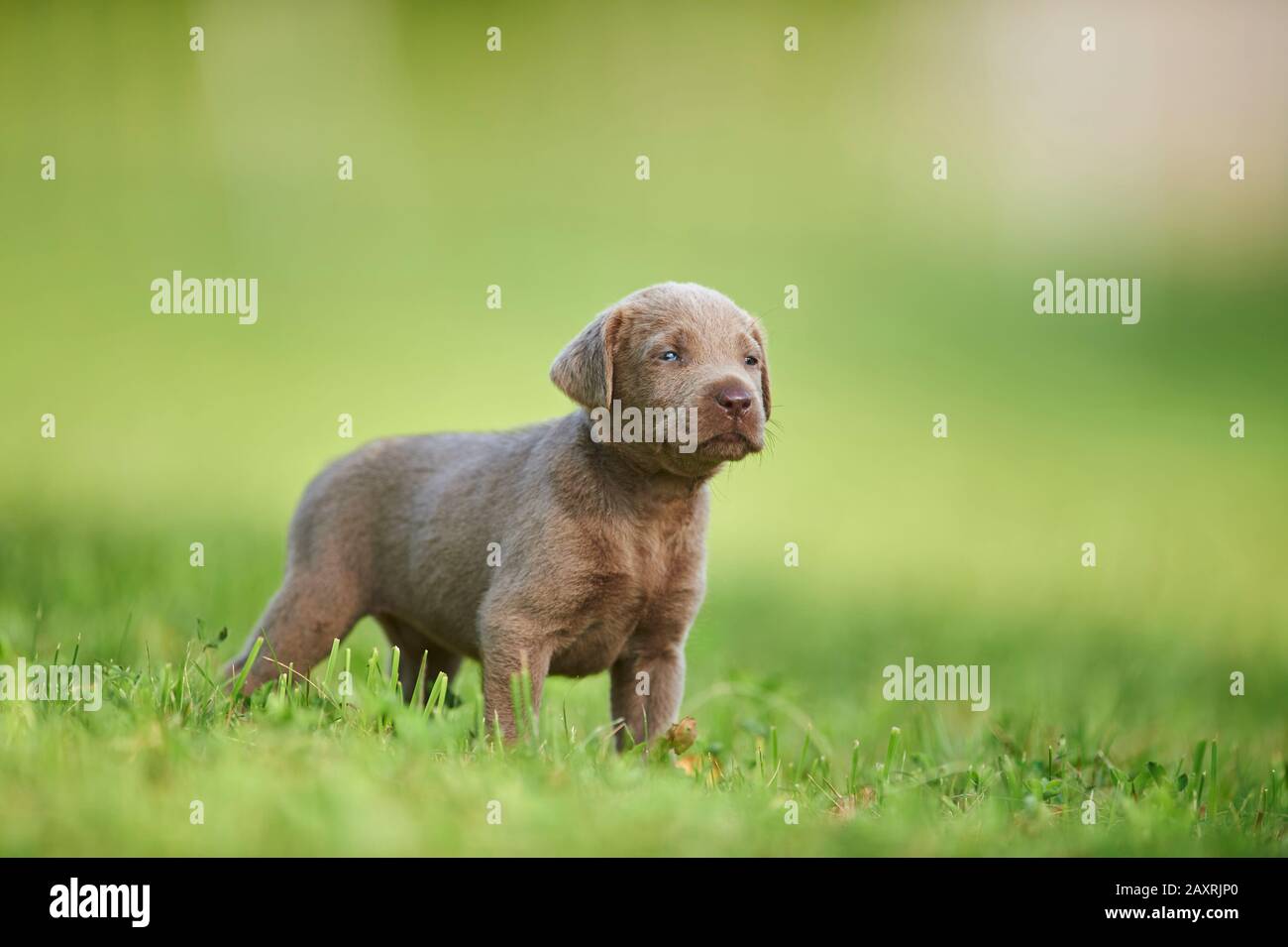 Labrador Retriever, chocolate-brown, grey, puppies, meadow, standing ...