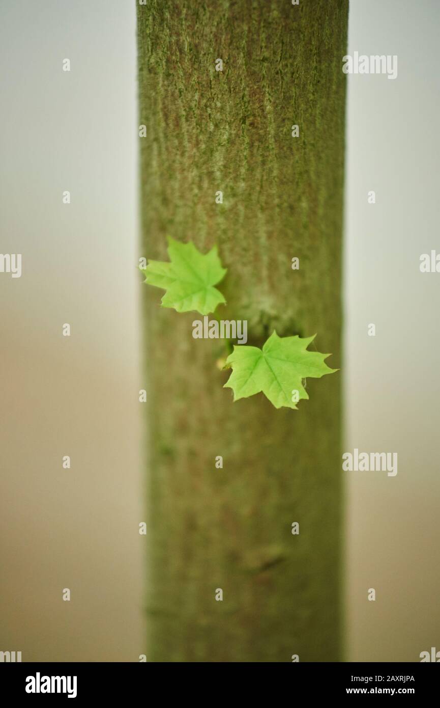 Norway maple, Acer platanoides, leaves, tree trunk, spring, Germany ...