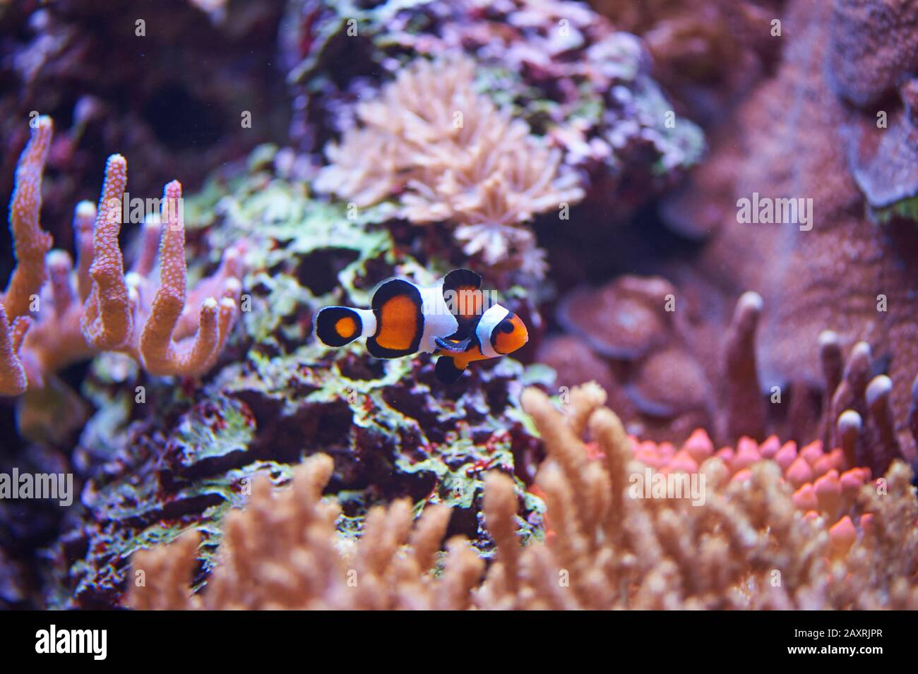 Orange clownfish or percula clownfish (Amphiprion percula), sideways ...