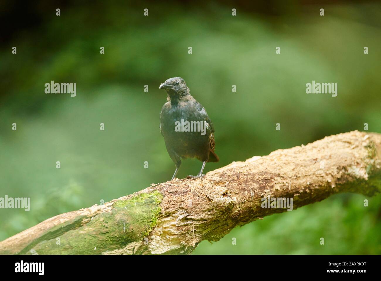 Carrion crow, Corvus corone, branch, sideways, sitting Stock Photo - Alamy