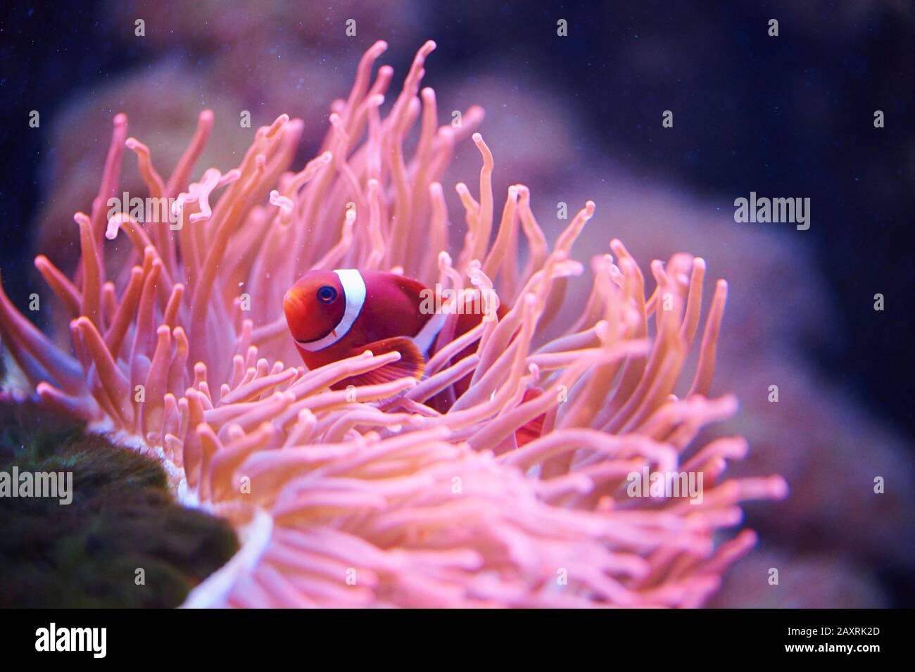 Orange clownfish or percula clownfish (Amphiprion percula), sideways ...