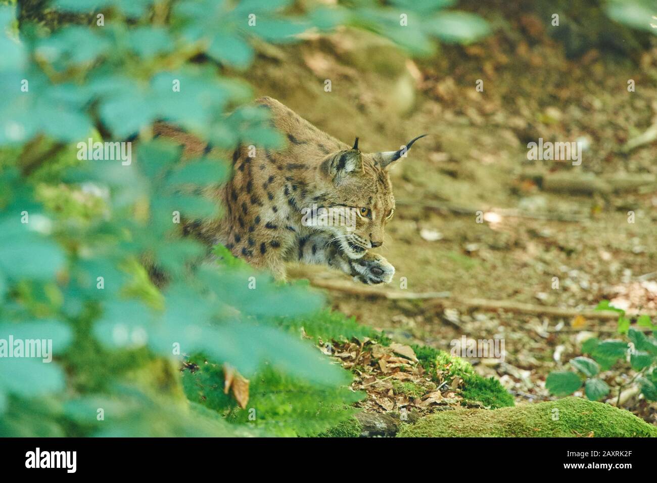 Eurasian Lynx, Lynx lynx, sitting, Bavarian Forest, Bavaria, Germany ...