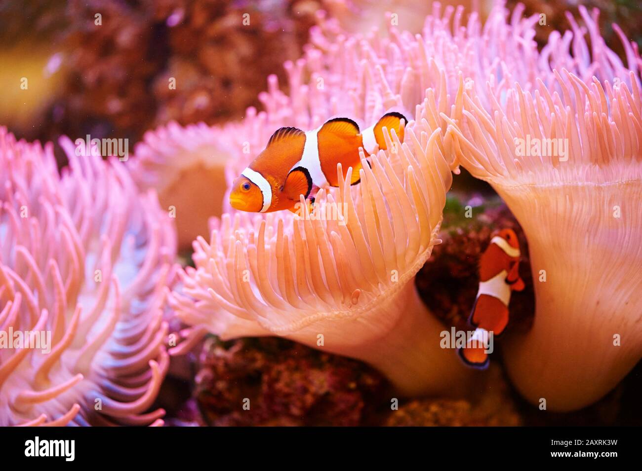 Orange clownfish or percula clownfish (Amphiprion percula), sideways ...