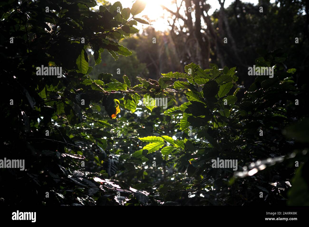 Coffee under the big tree in Asia - Coffee plantation Stock Photo - Alamy