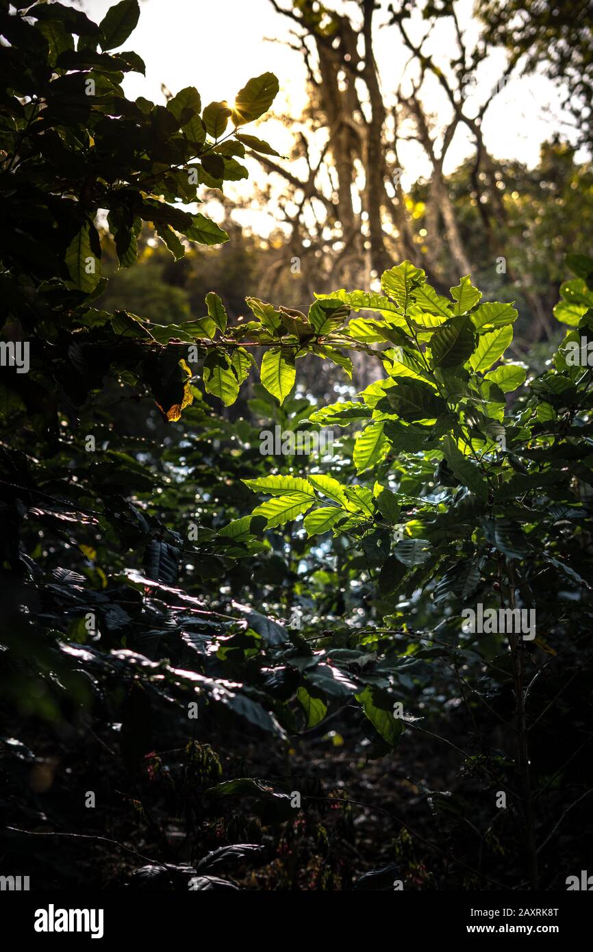 Coffee under the big tree in Asia - Coffee plantation Stock Photo - Alamy