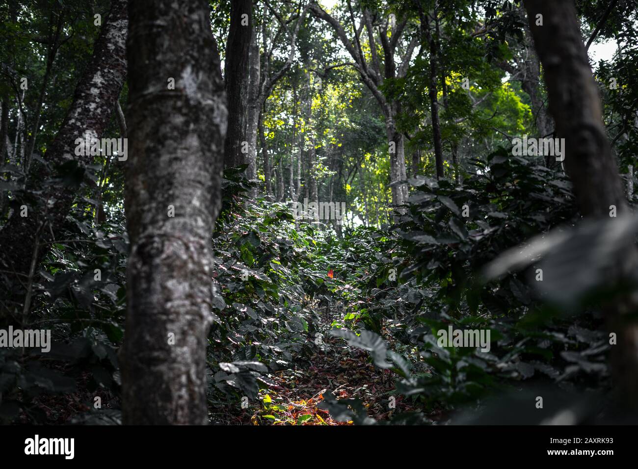 Coffee under the big tree in Asia - Coffee plantation Stock Photo - Alamy