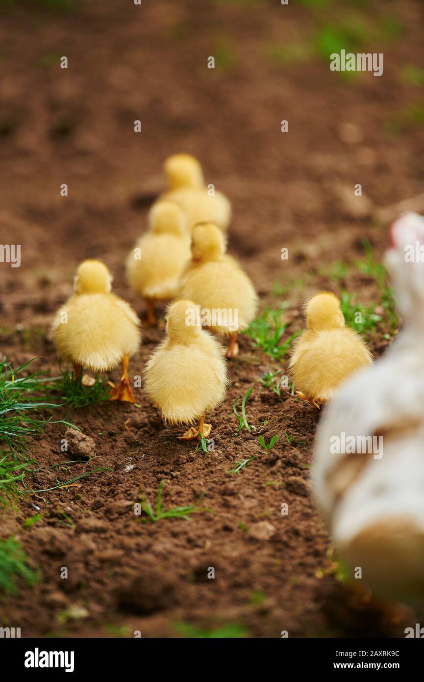 Ducklings, Muscovy Ducks, Cairina moschata, running across a field ...
