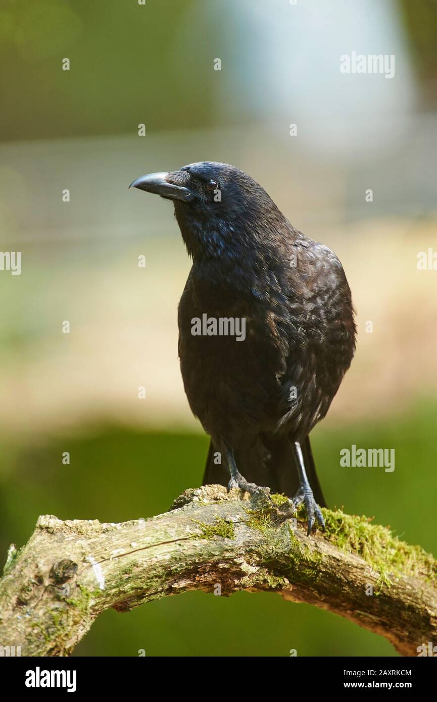 Carrion crow, Corvus corone, branch, sideways, sitting Stock Photo - Alamy
