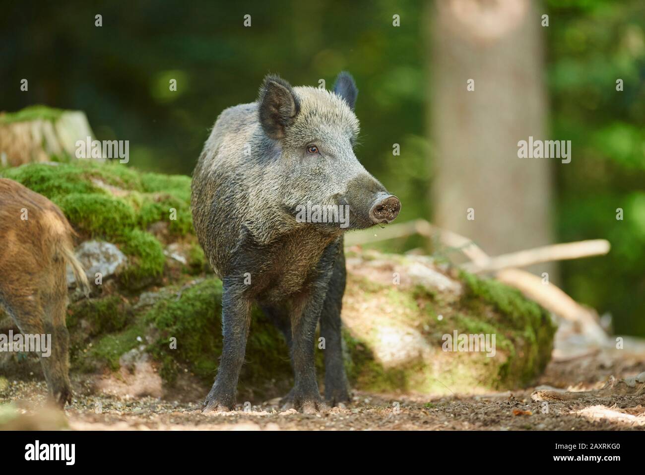 Wild boar, Sus scrofa, standing, frontal, full body shot, Bavarian ...