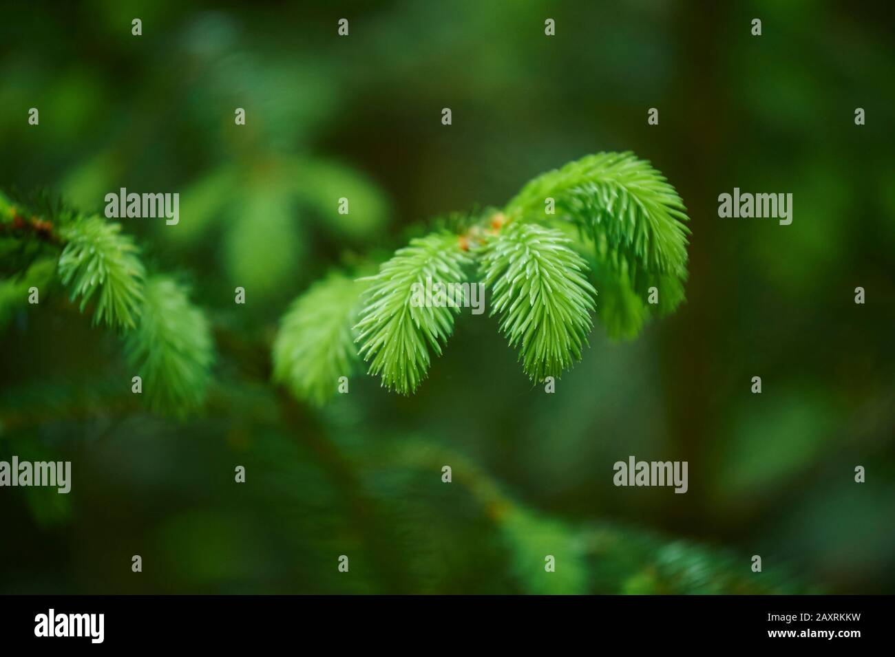 Norway spruce bud hi-res stock photography and images - Alamy