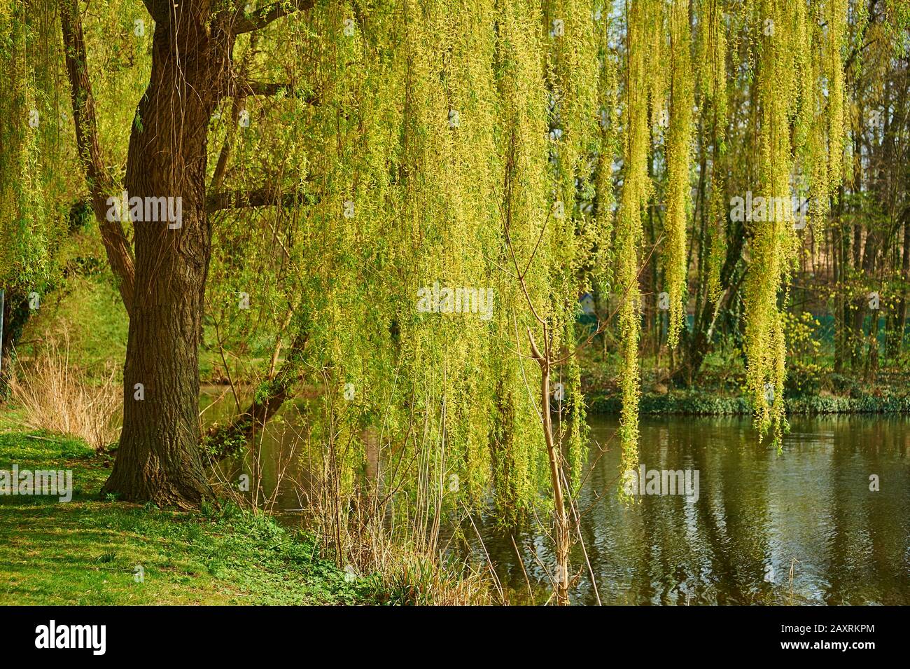 weeping willow, Salix sepulcralis 'Chrysocoma', flowering, spring Stock ...