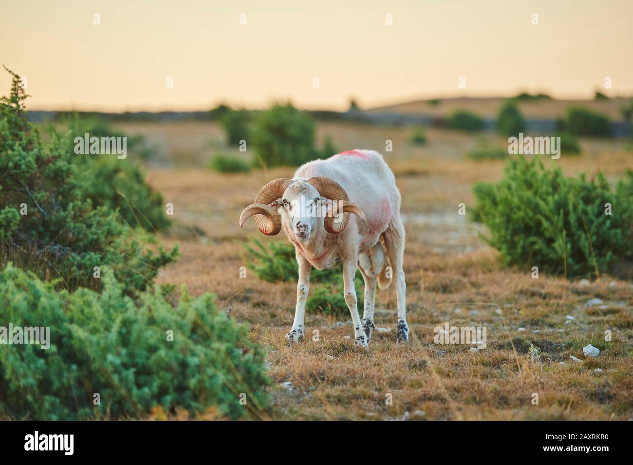 Domestic sheep, Ovis orientalis aries, stand, summer, frontal, Croatia ...