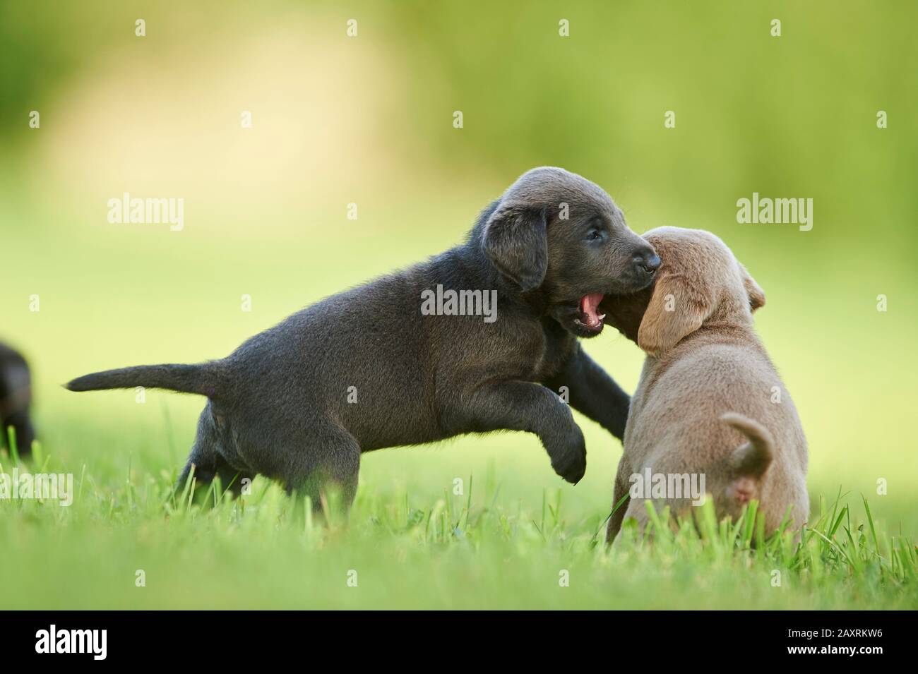 Labrador Retriever, chocolate brown, grey, puppies, meadow, sideways ...