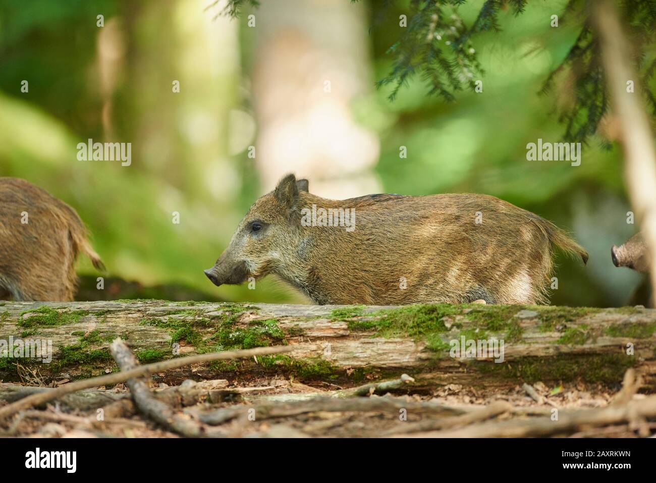 Side view wild boar searching hi-res stock photography and images - Alamy