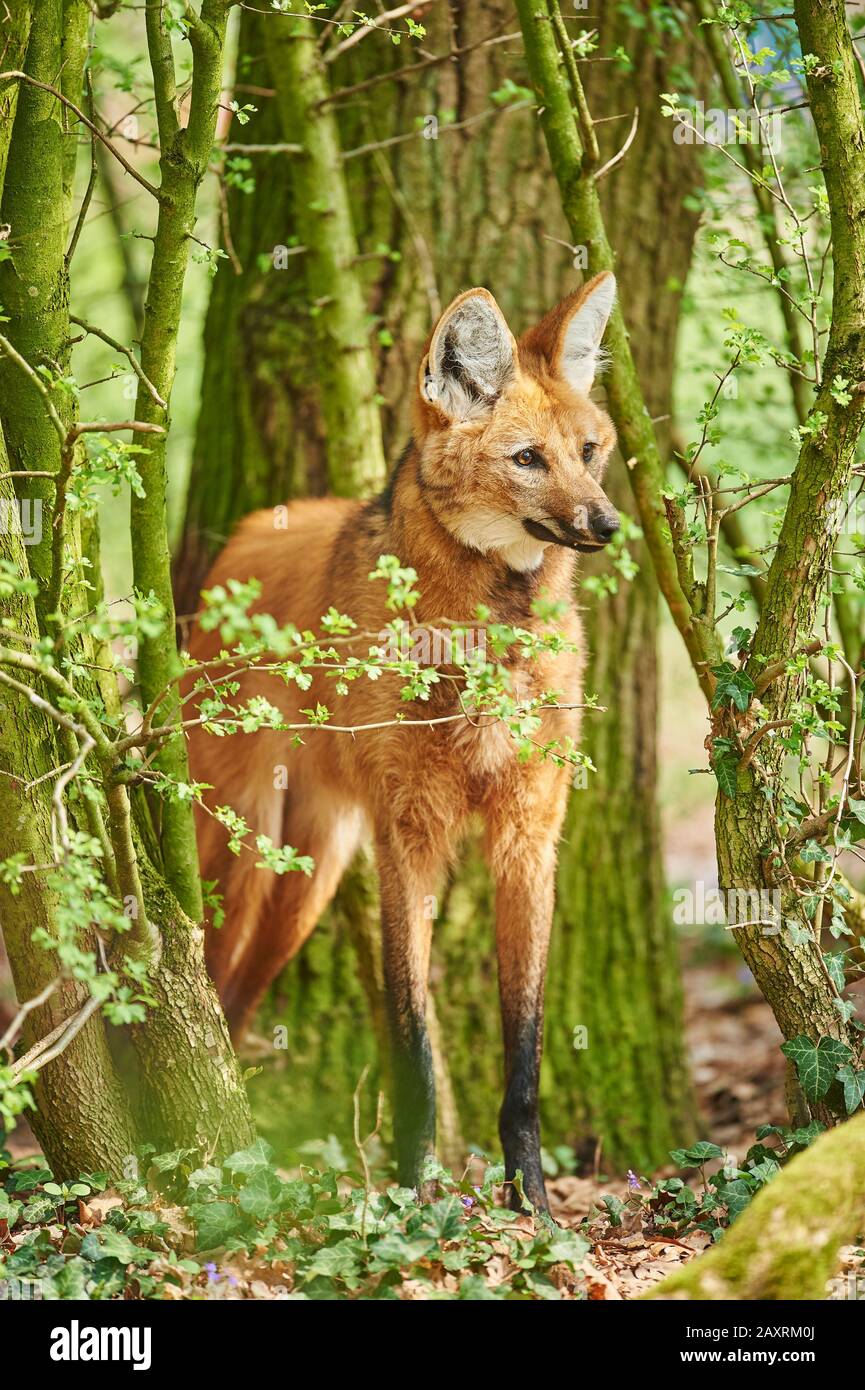 Maned wolf, Chrysocyon brachyurus, standing, sideways Stock Photo - Alamy