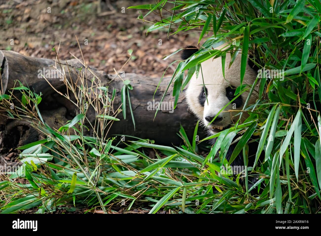 Close-up portrait of a Giant panda hiding behind bamboo leaves in ...