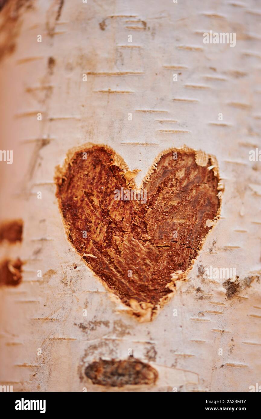 Heart, carved, birch, betula, birch trunk, Franconia, Bavaria, Germany ...