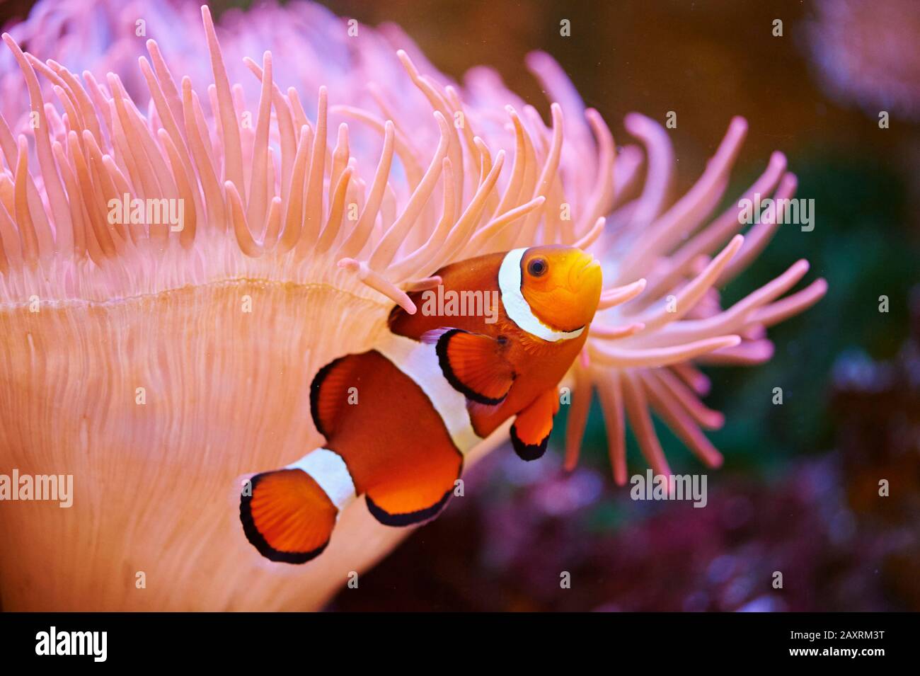 Orange clownfish or percula clownfish (Amphiprion percula), sideways ...