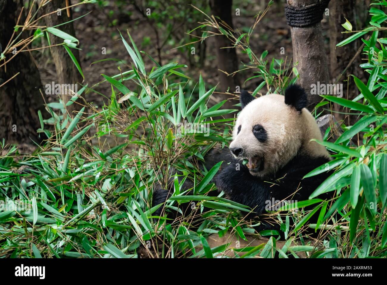 Close-up portrait of a Giant panda eating a bamboo leaves in national ...