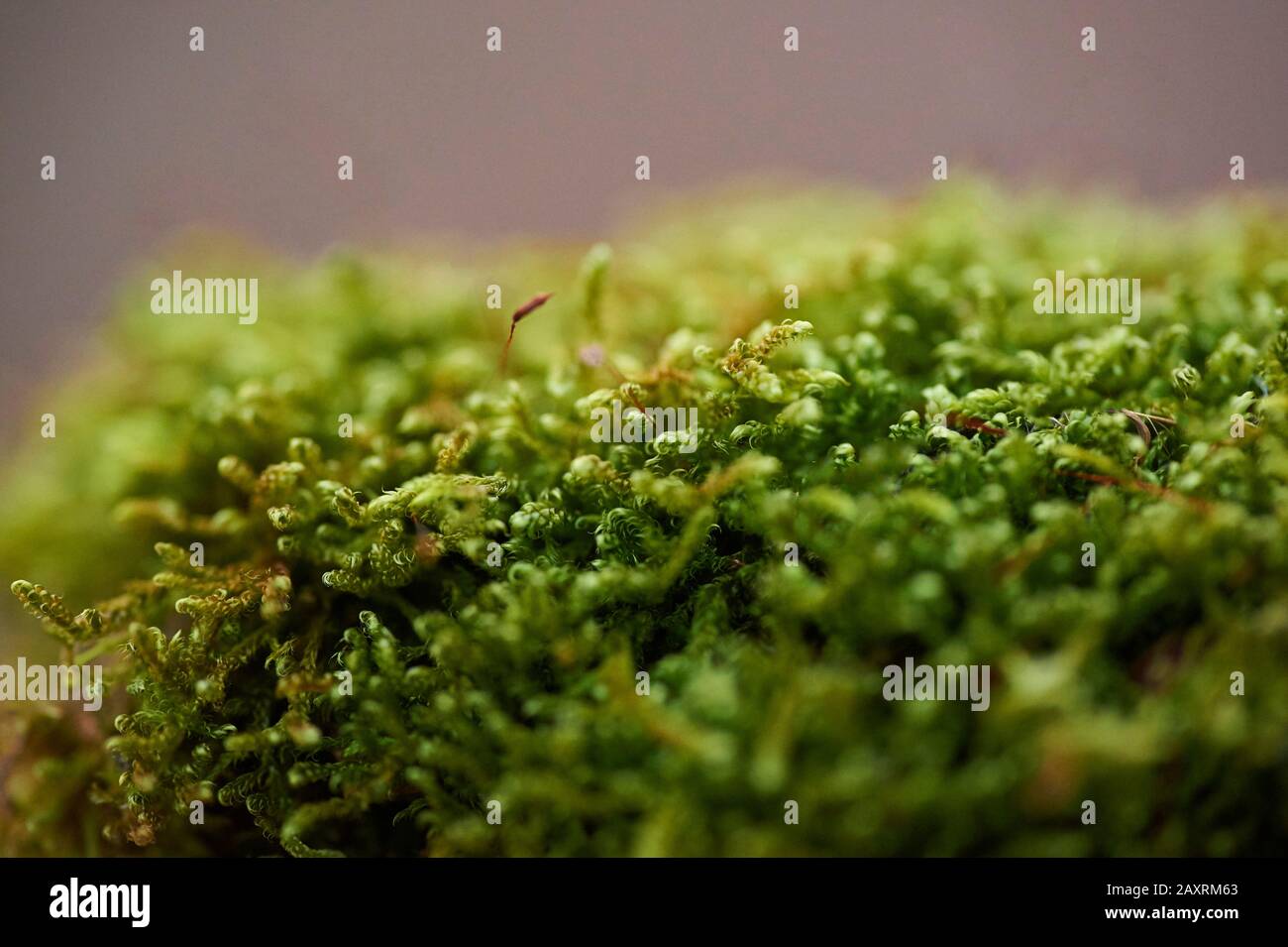 Bryophytes woodland hi-res stock photography and images - Alamy