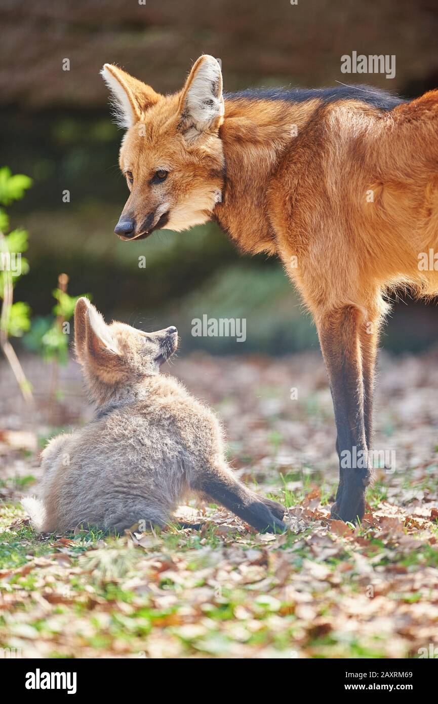 Maned Wolf Pup With Mother
