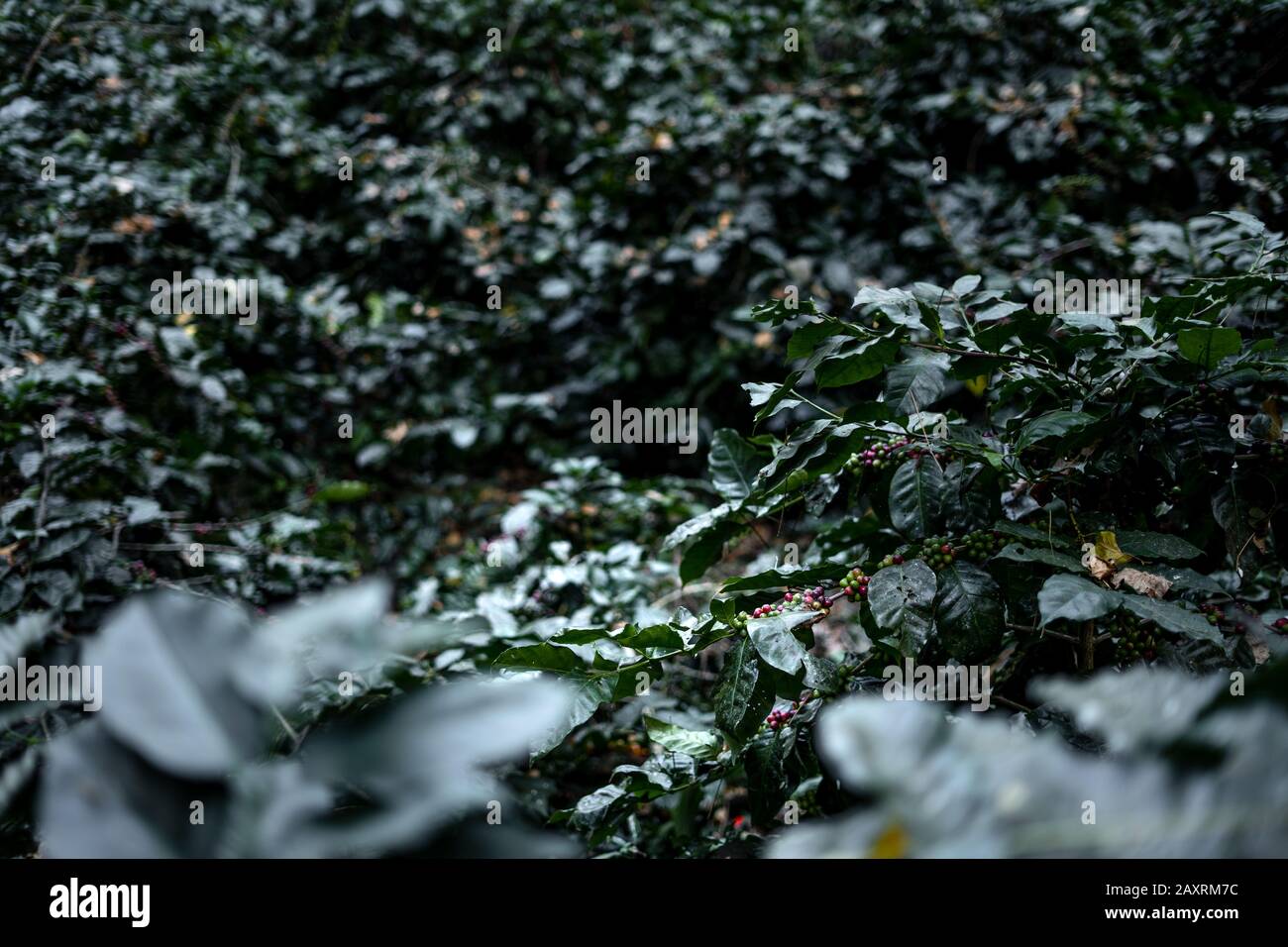 Coffee under the big tree in Asia - Coffee plantation Stock Photo - Alamy