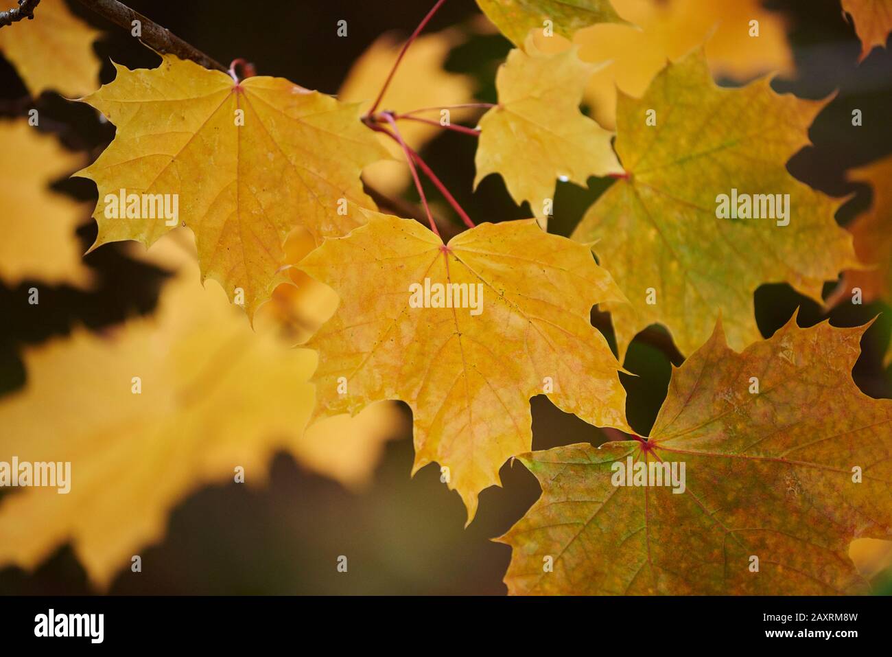 Norway maple, Acer platanoides, yellow, leaves, autumn, Germany Stock ...