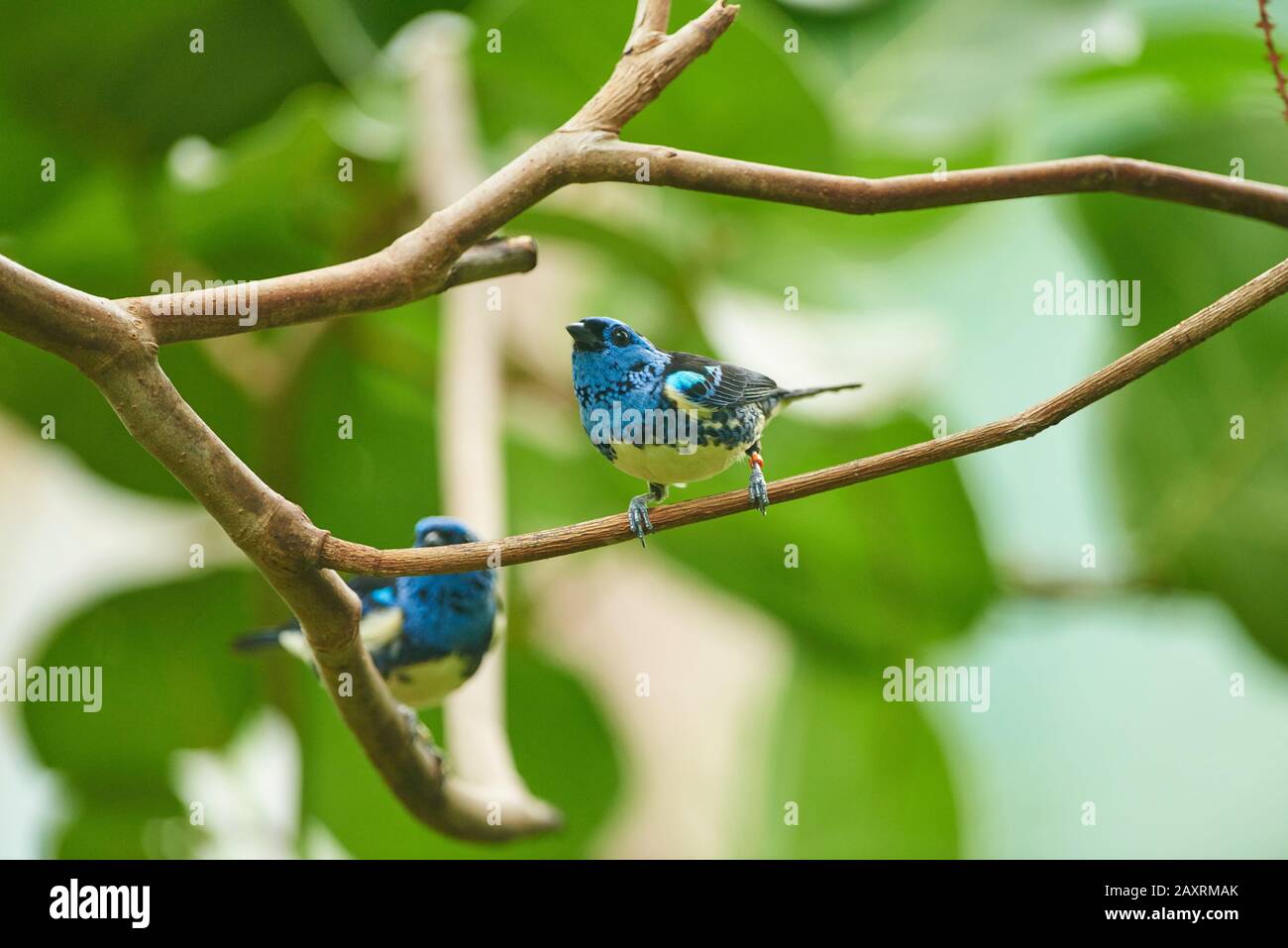 Turquoise tangar, Tangara mexicana, branch, sideways, sitting Stock ...