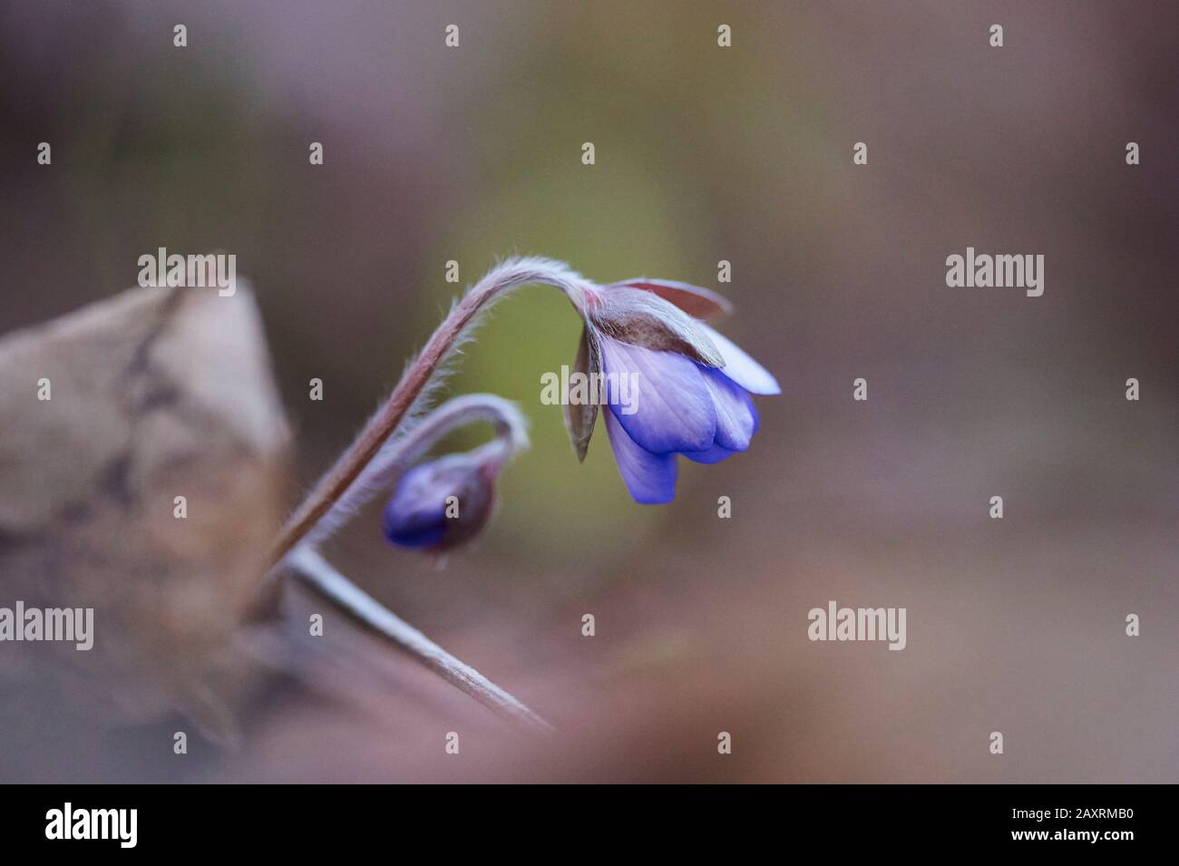 Liverwort, Hepatica nobilis, flower, bud, detail Stock Photo - Alamy