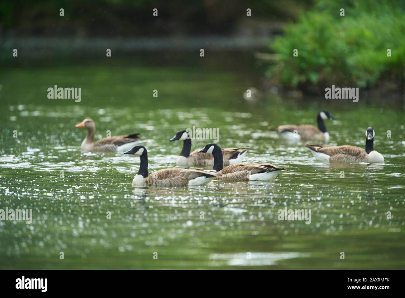 Canada geese, Branta canadensis, water, sideways, swimming Stock Photo ...