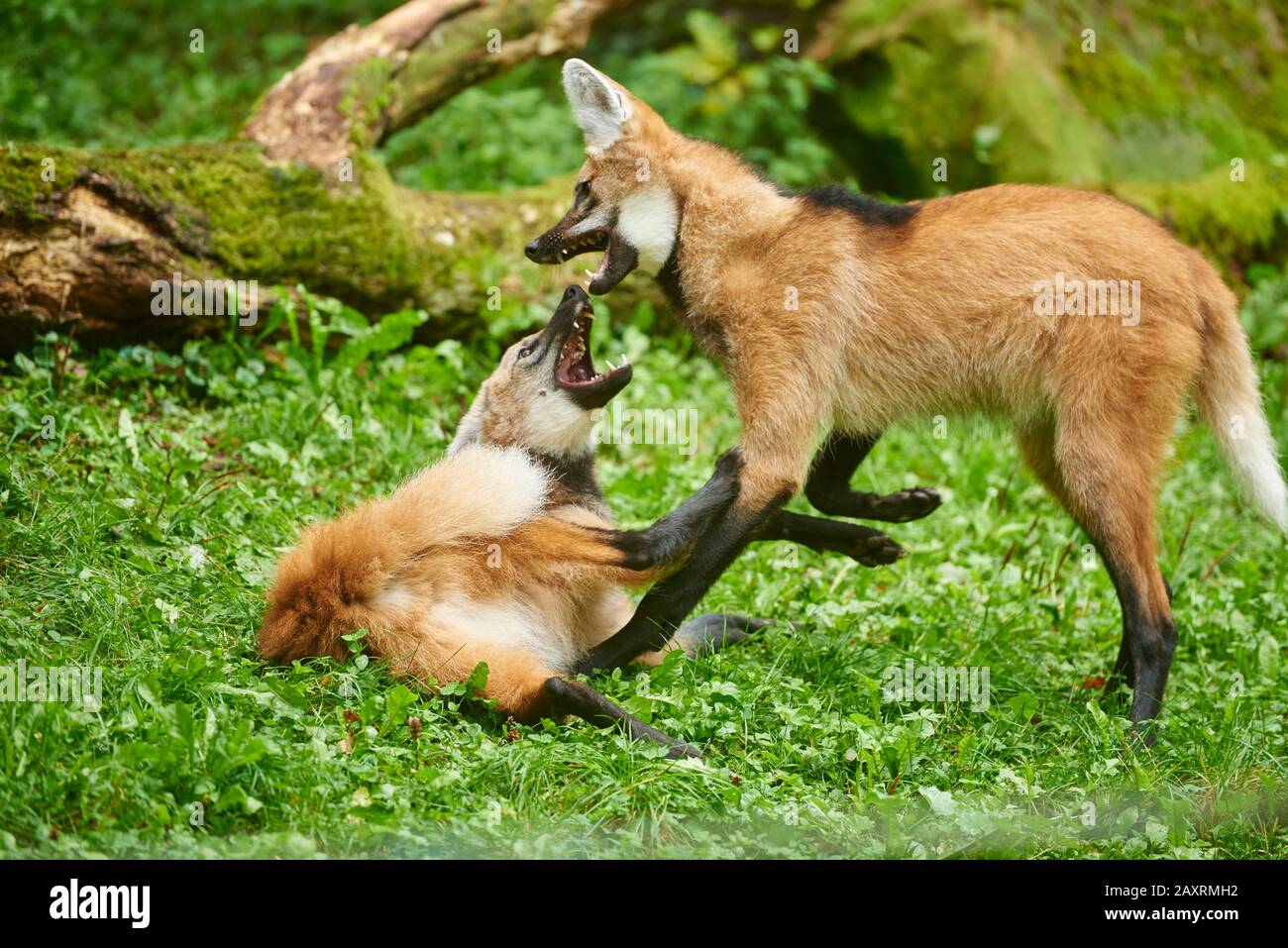 Maned wolves, Chrysocyon brachyurus, playing, sideways Stock Photo - Alamy