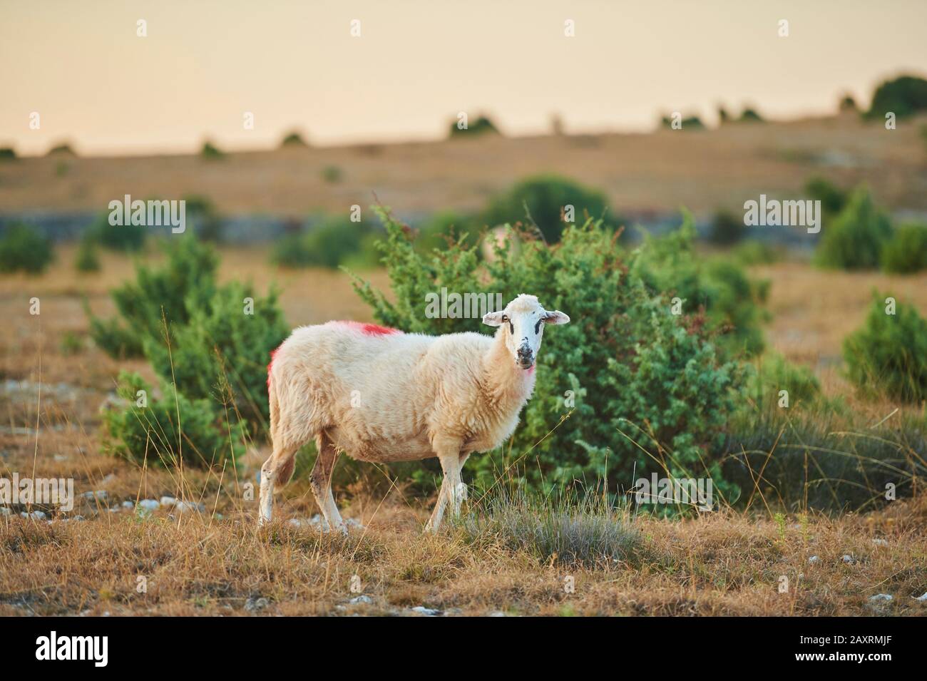 Domestic sheep, Ovis orientalis aries, stand, summer, sideways, Croatia ...