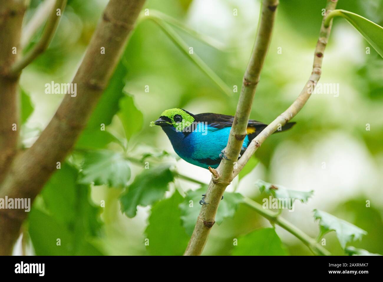 Seven-color tangents or paradise thangars, Tangara chilensis, branch ...