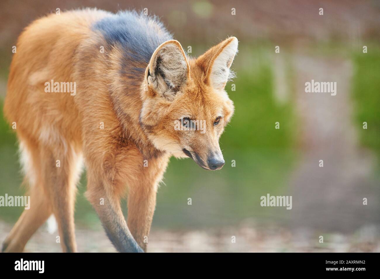 Maned wolf, Chrysocyon brachyurus, walking, sideways Stock Photo - Alamy