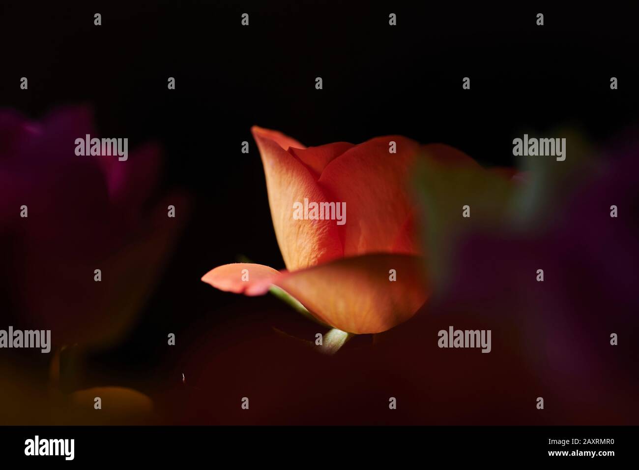 Two tone petals hi-res stock photography and images - Alamy