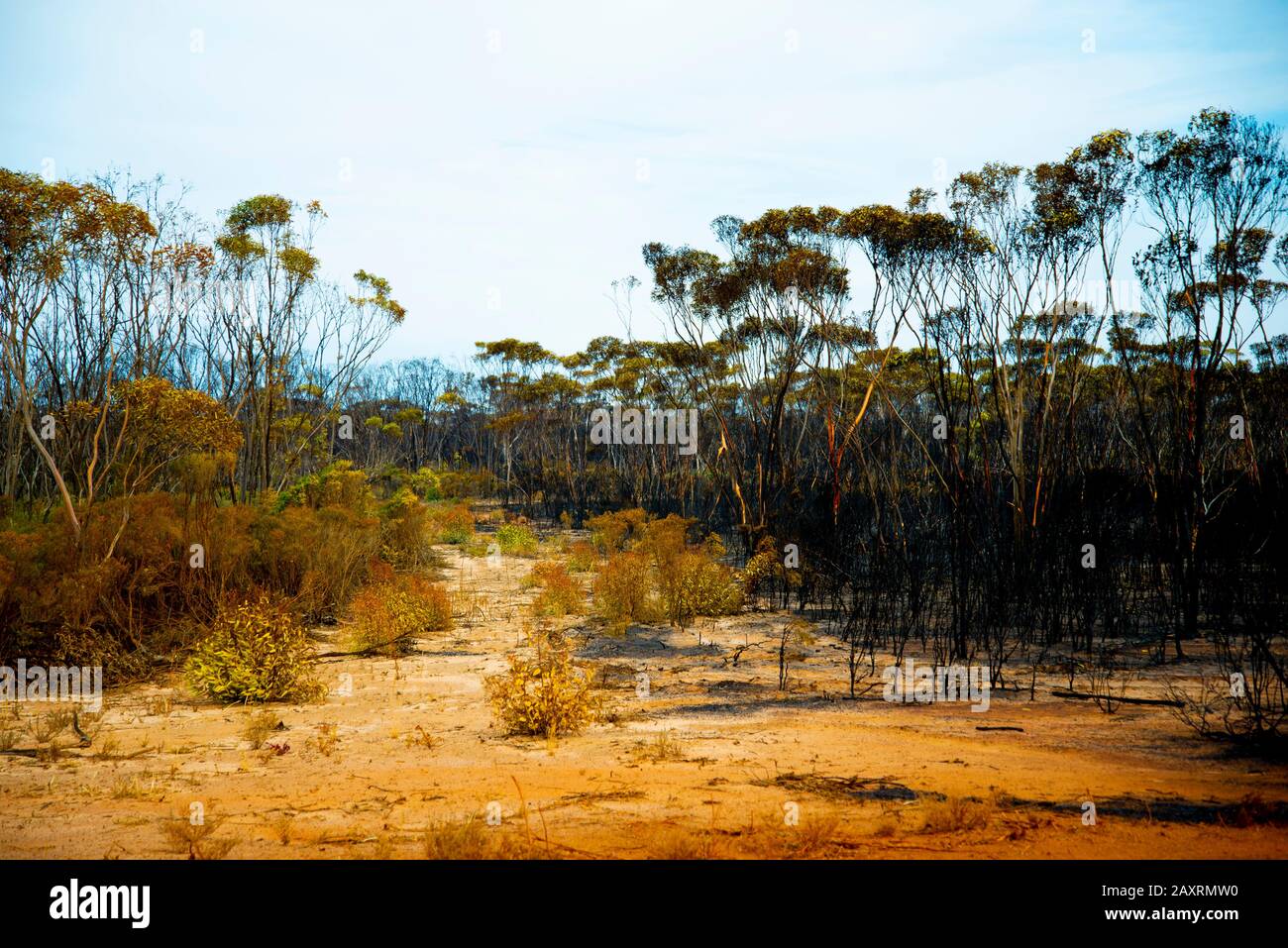 Bush Fire Devastation in Australia Stock Photo - Alamy