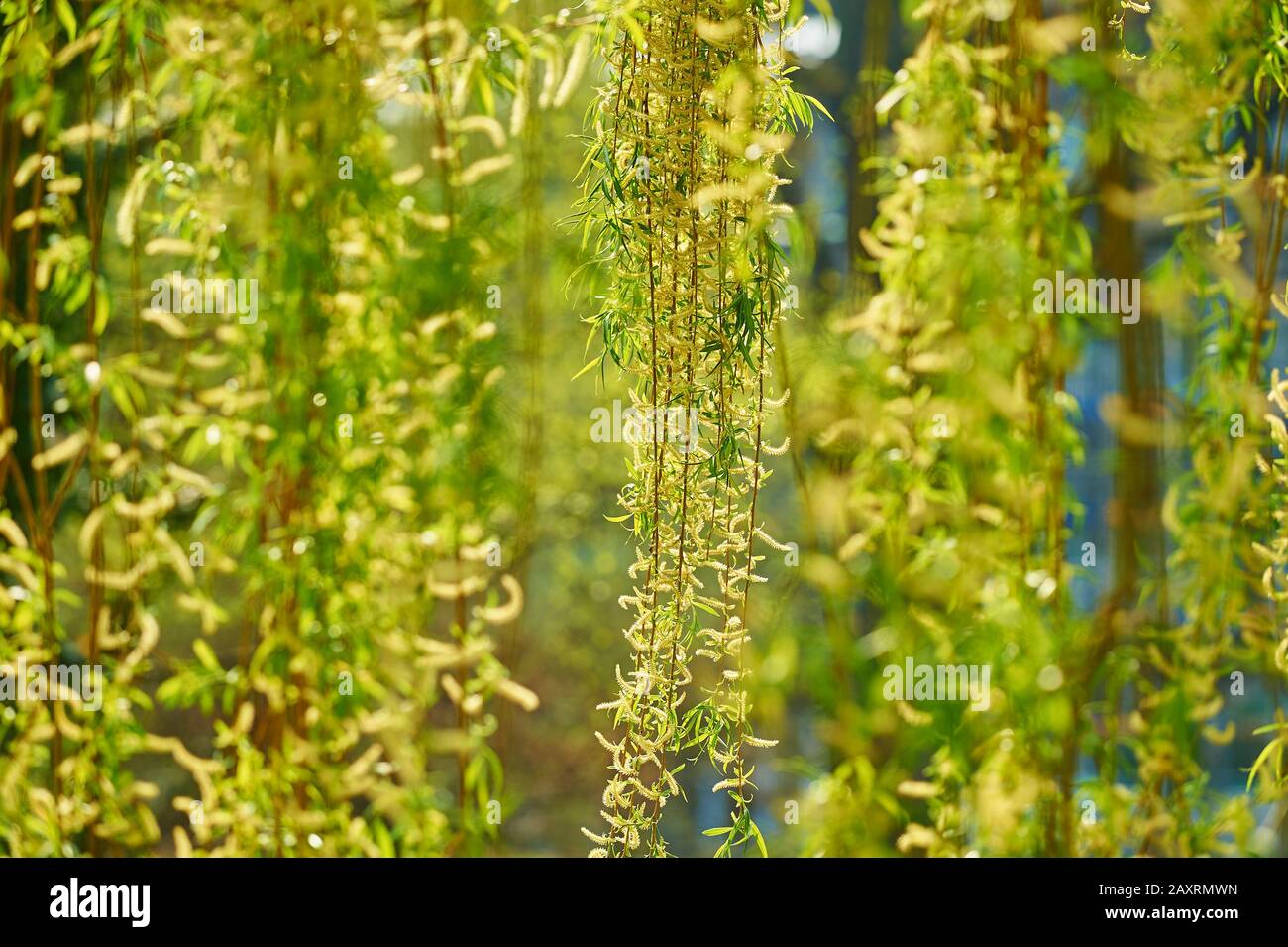 weeping willow, Salix sepulcralis 'Chrysocoma', flowering, spring Stock ...