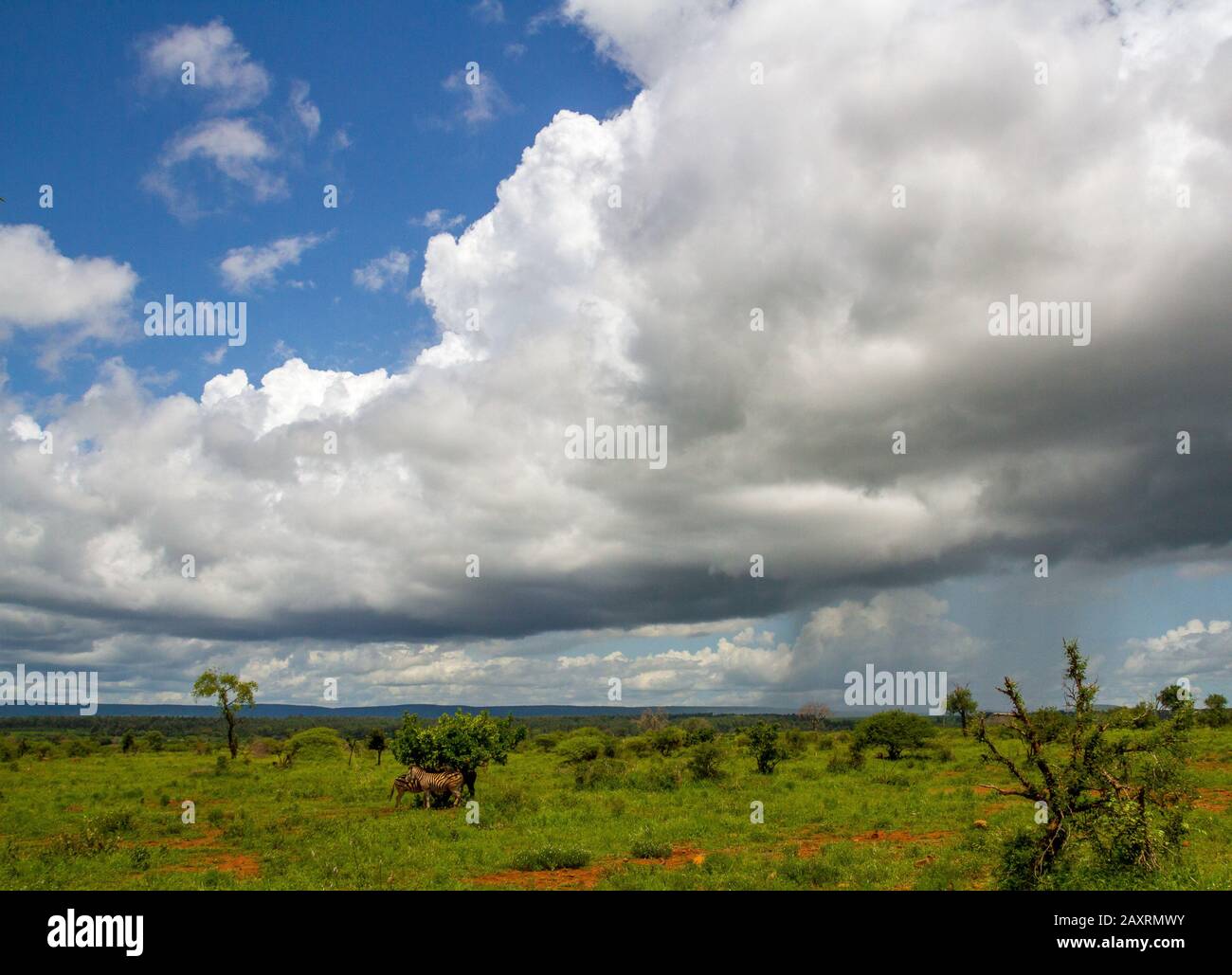Animals take shelter under a low bush with a storm approaching image in ...