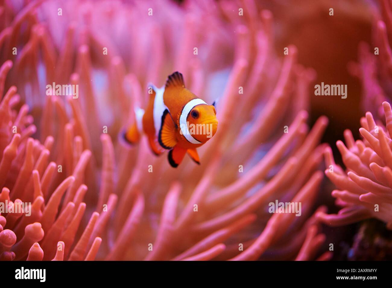 Orange clownfish or percula clownfish (Amphiprion percula), sideways ...