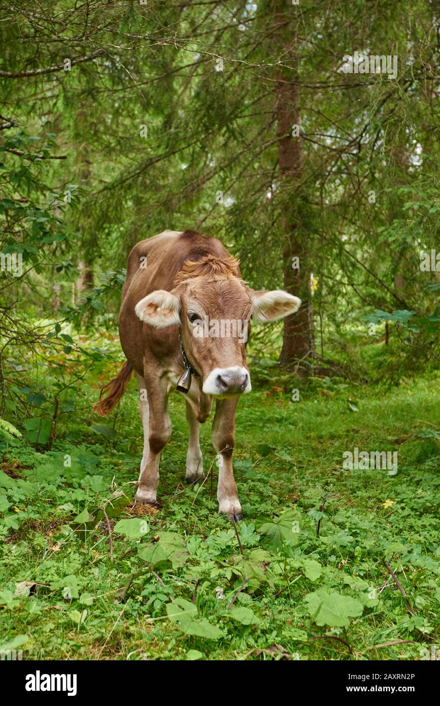 Brown cattle, Bos primigenius, domestic cattle, Bos primigenius taurus ...