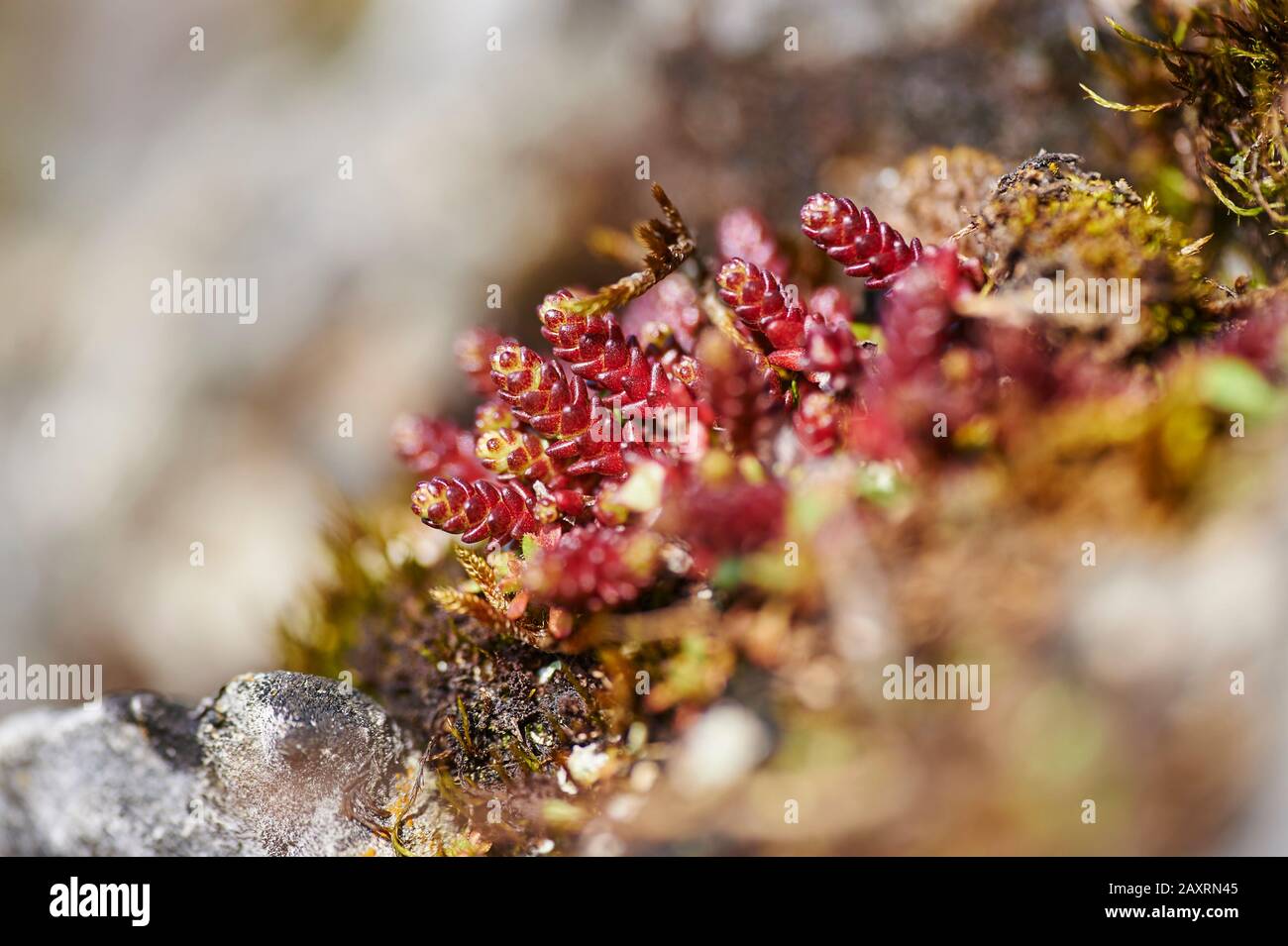 Red buds on a stone wall, Spring, Bavaria, Germany Stock Photo - Alamy