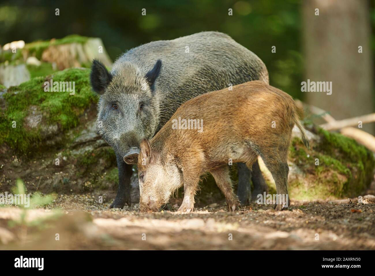 Wild boars, Sus scrofa, standing, sideways, full body shot, Bavarian ...