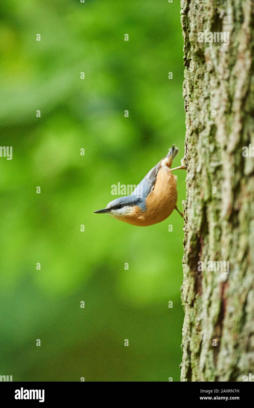 Sparrow climbing hi-res stock photography and images - Alamy