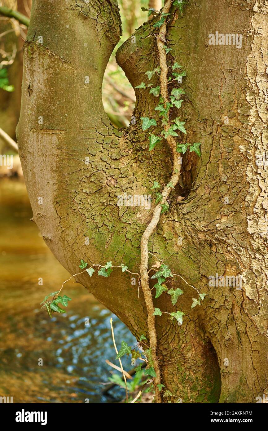 Up close shot hedera helix hi-res stock photography and images - Alamy