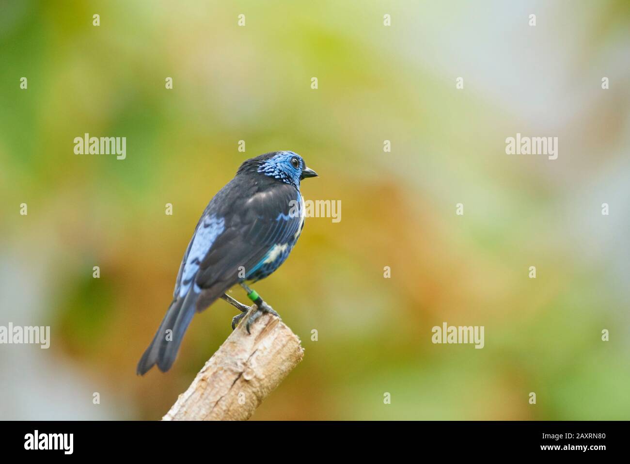 Turquoise tangar, Tangara mexicana, branch, sideways, sitting Stock ...