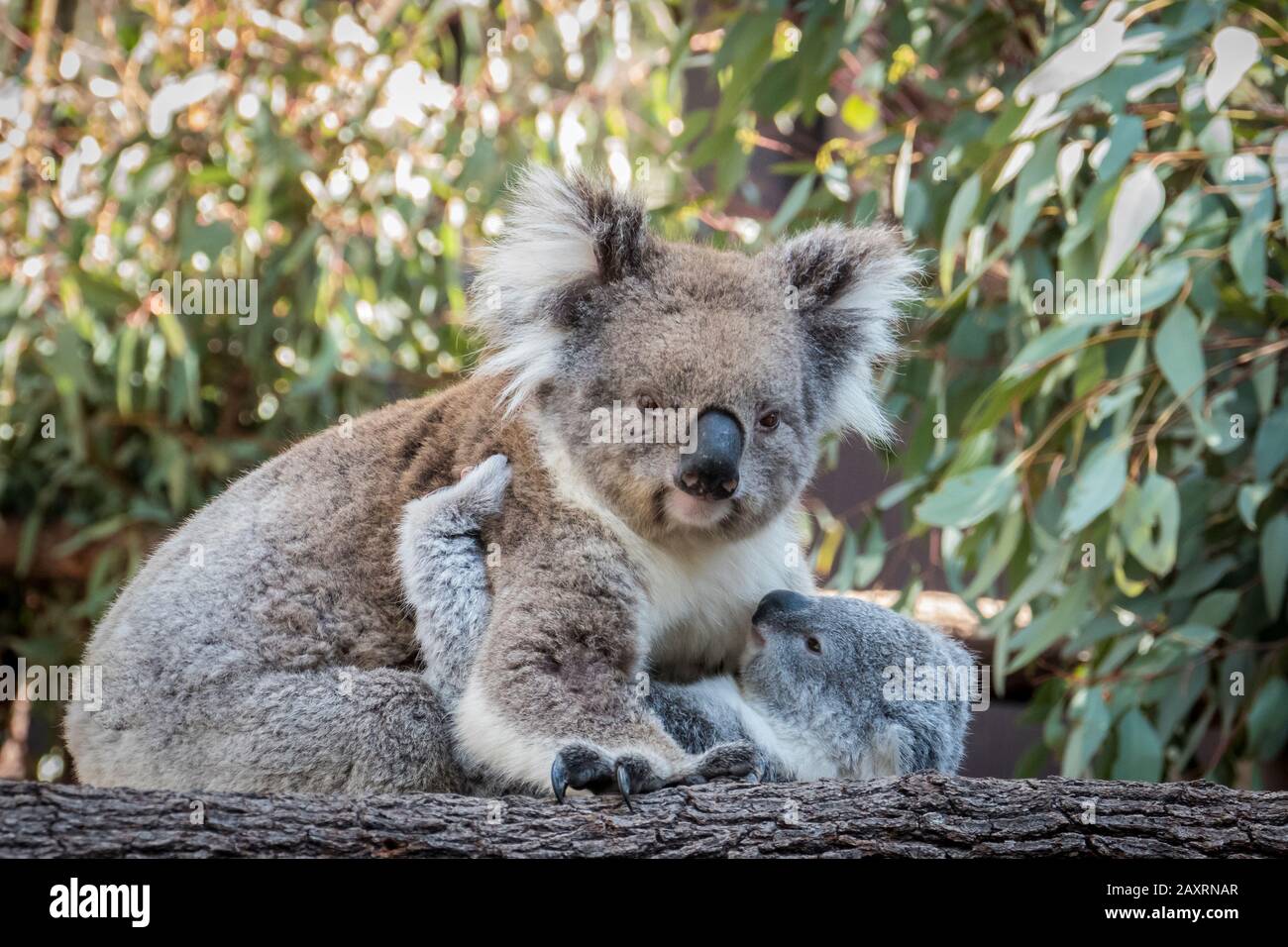 Baby koala mother tree hi-res stock photography and images - Alamy