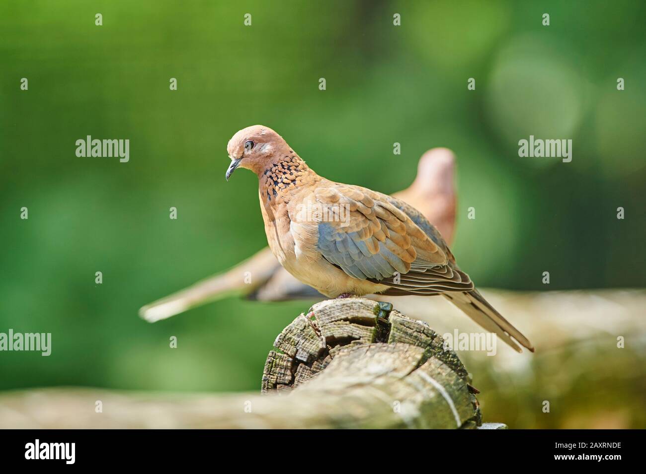 Dark Cuckoo Dove (Macropygia phasianella), tree trunk, sideways ...
