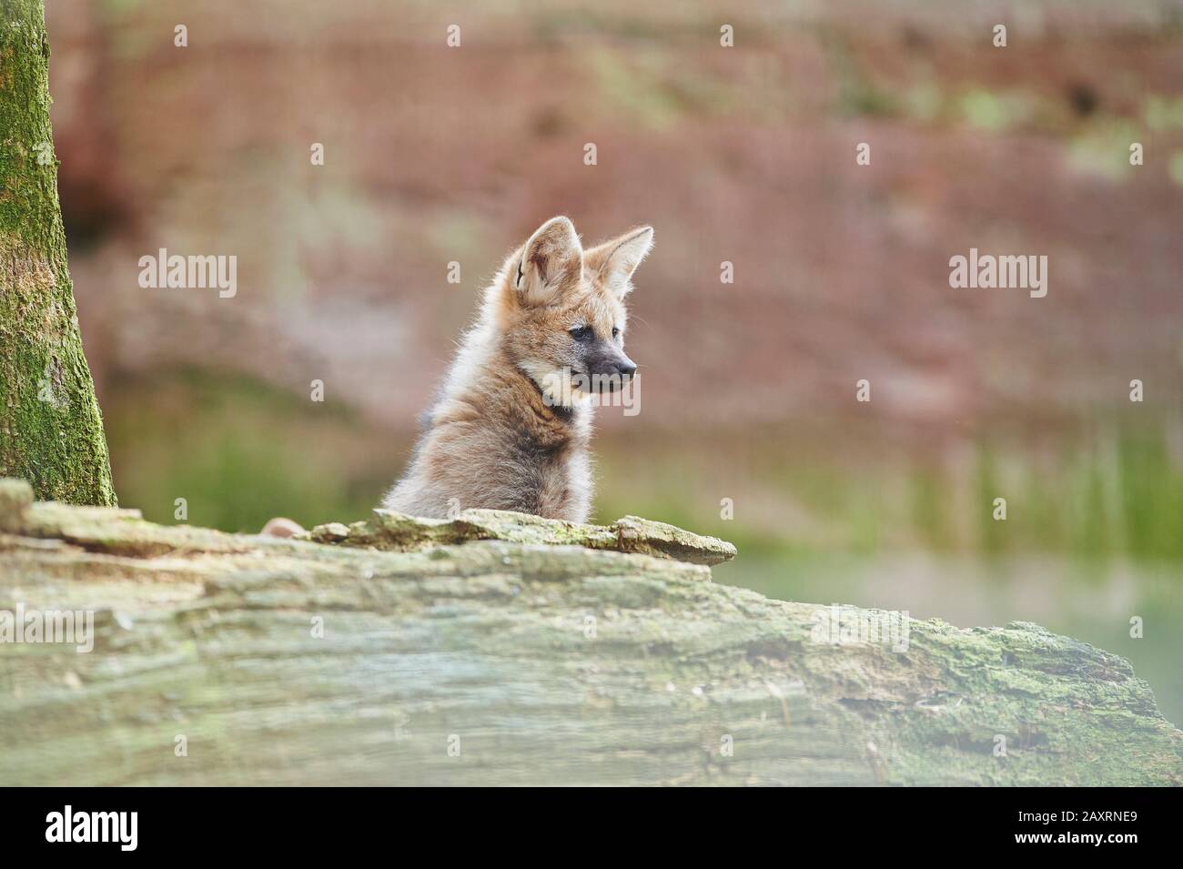 Maned wolf, Chrysocyon brachyurus, young animal, sitting, sideways ...