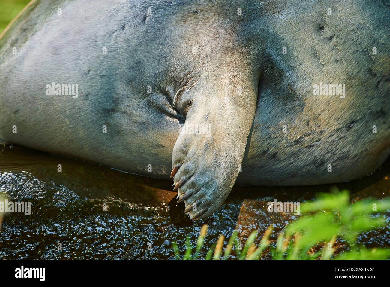 Common seal, Phoca vitulina, detail, foot, paw, sideways Stock Photo ...