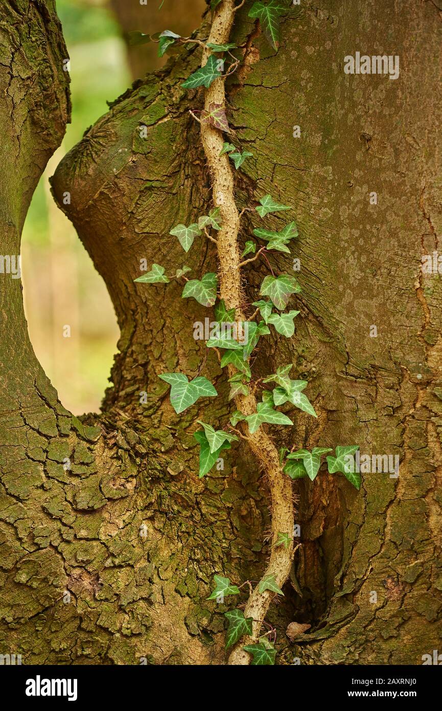 Ivy, Hedera helix, tree trunk, tendrils Stock Photo - Alamy
